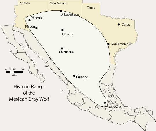 Mexican Grey Wolf Habitat